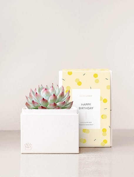 Happy Birthday Succulents: Gift Ideas For Succulent Lovers | Succulent Bar