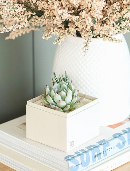 Happy Birthday Succulents: Gift Ideas For Succulent Lovers | Succulent Bar