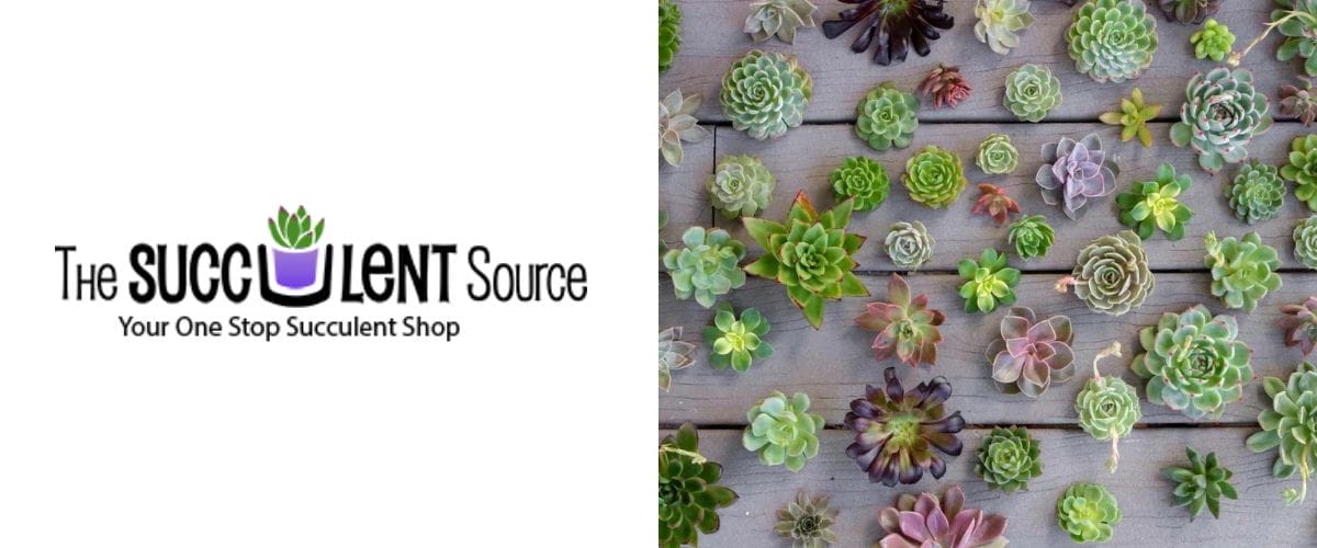 Make Any Occasion Memorable with Succulent Party Favors | Succulent Bar