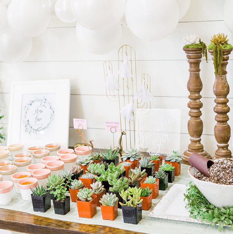 Succulent Bar - Your Destination for All Things Succulents