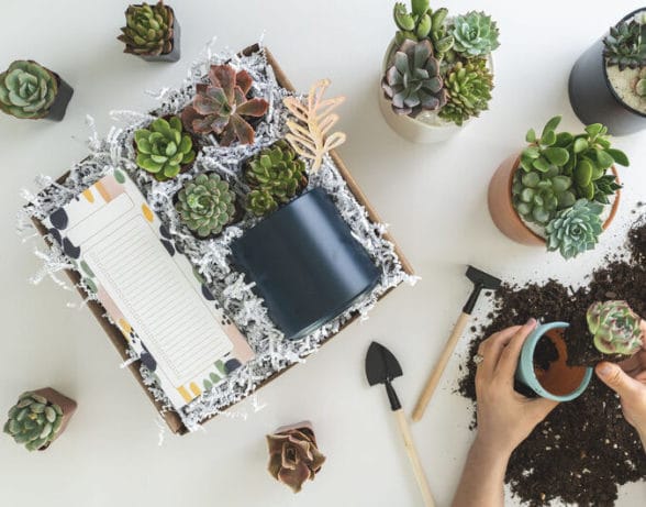 Interactive Virtual Succulent Class | Succulent Bar