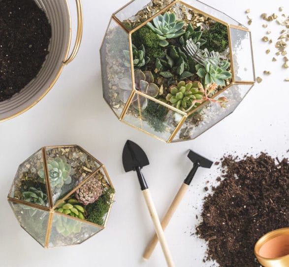 Interactive Virtual Succulent Class | Succulent Bar