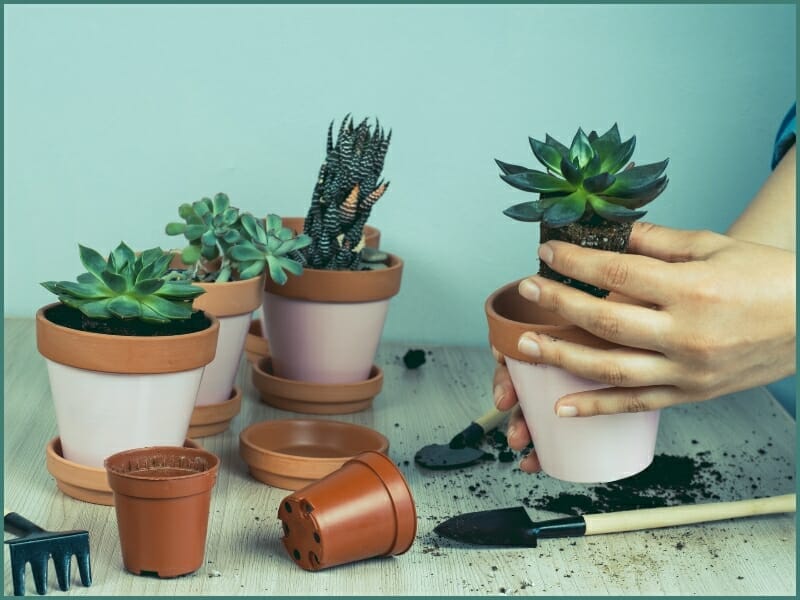 Replanting Succulents: A Comprehensive Guide