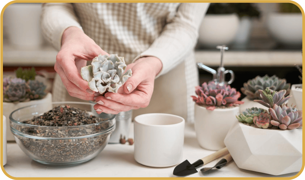 How Planting Succulents Can Alleviate Stress